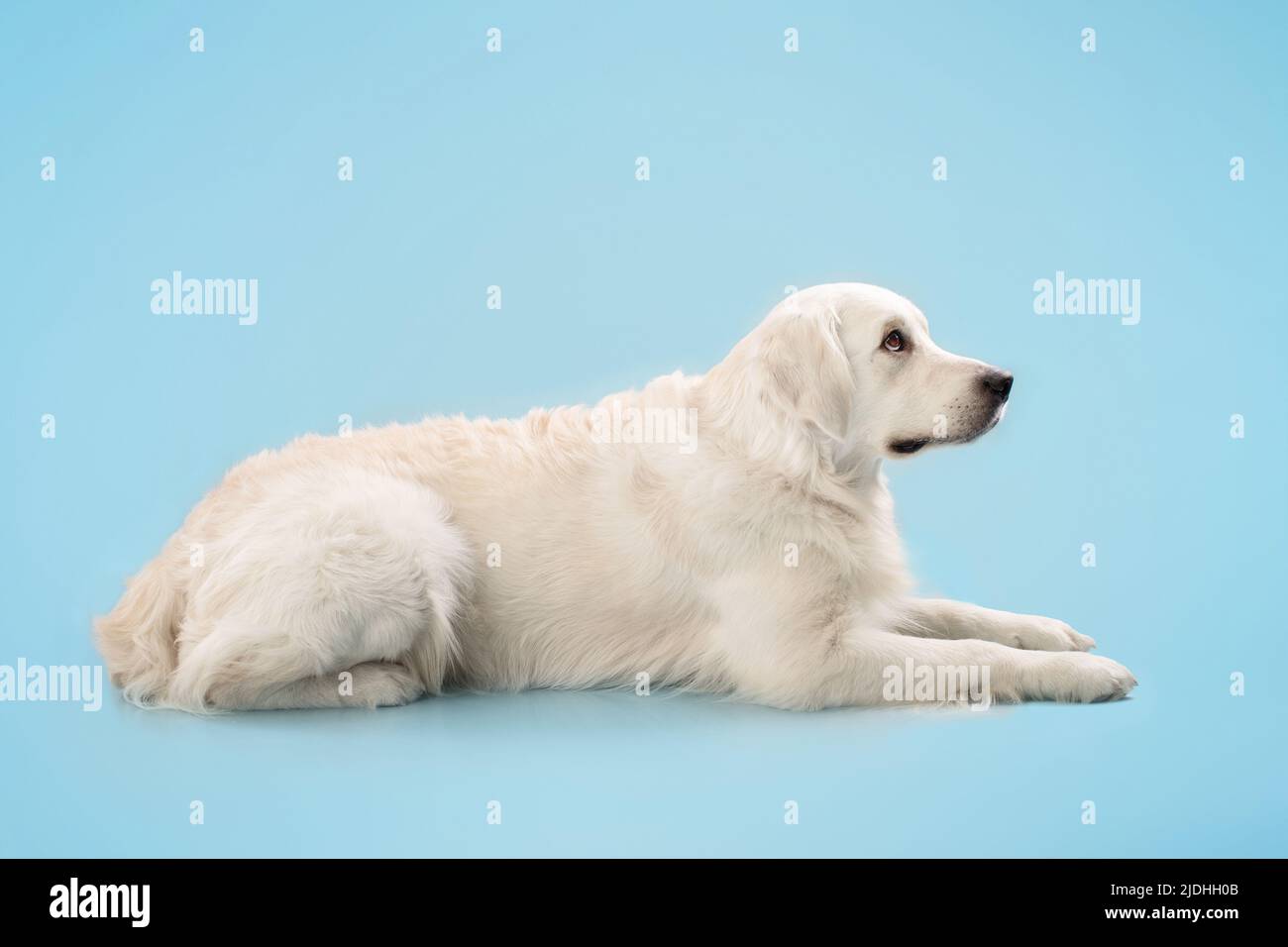 Side view portrait of healthy labrador lying on the floor isolated over ...