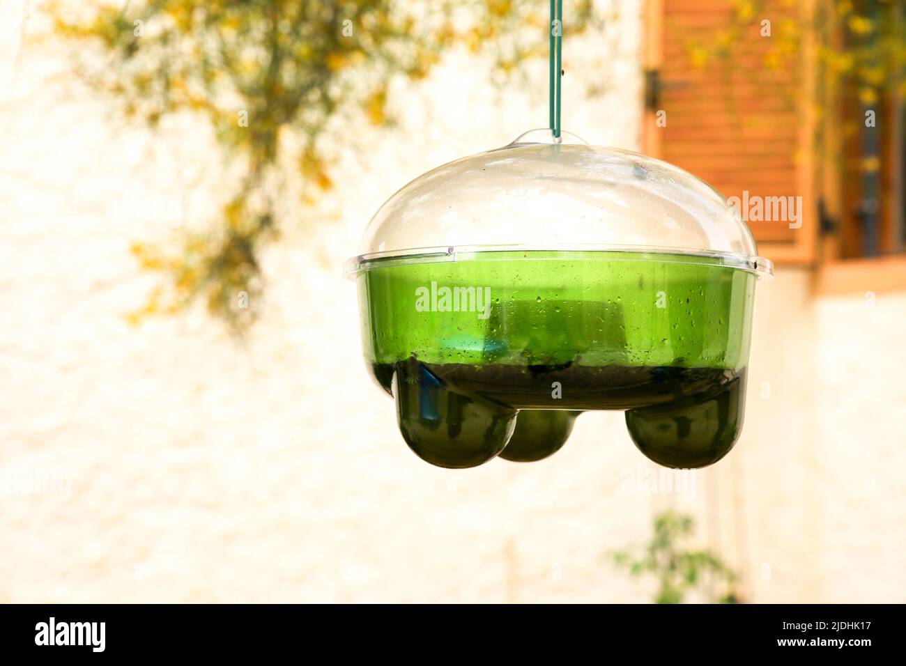 Ecological Hanging garden trap for wasps, hornets and flies Stock Photo ...