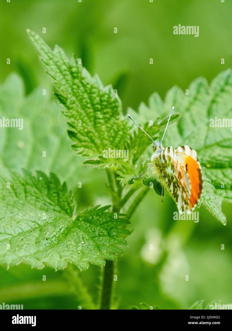 Nettles butterfly hi-res stock photography and images - Alamy