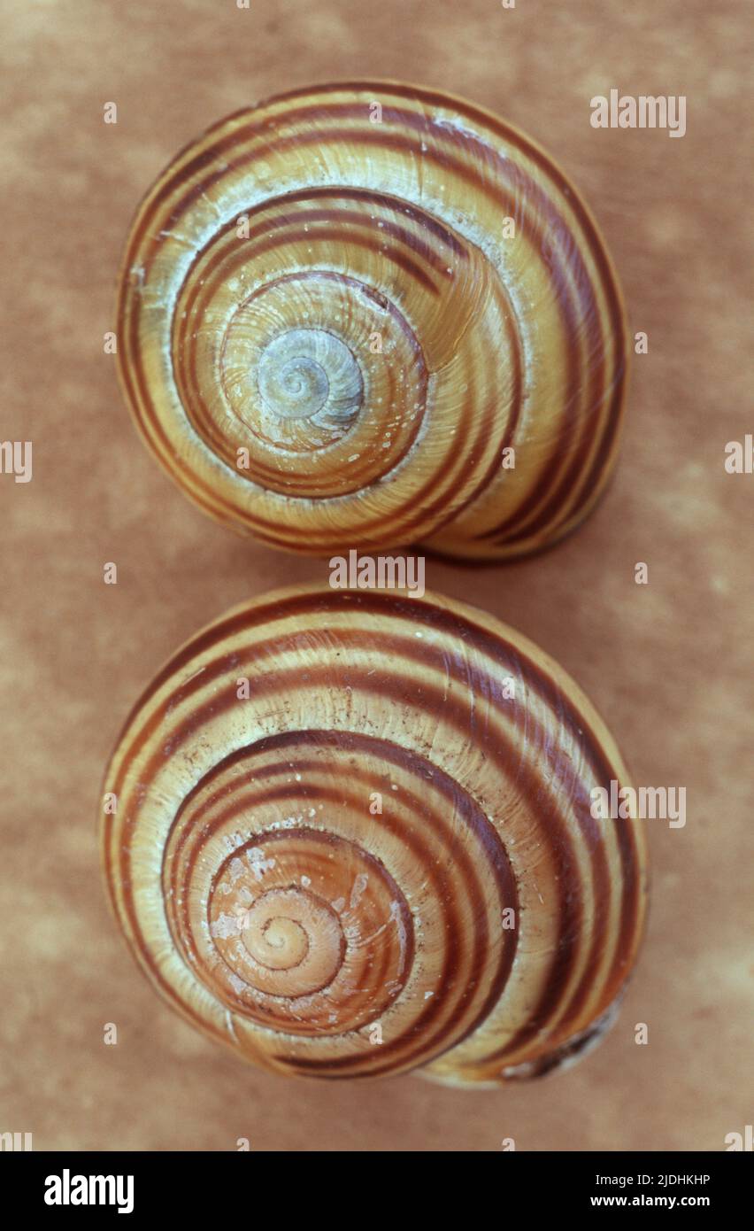Two brown and cream striped shells of Grove snail or Cepaea nemoralis ...