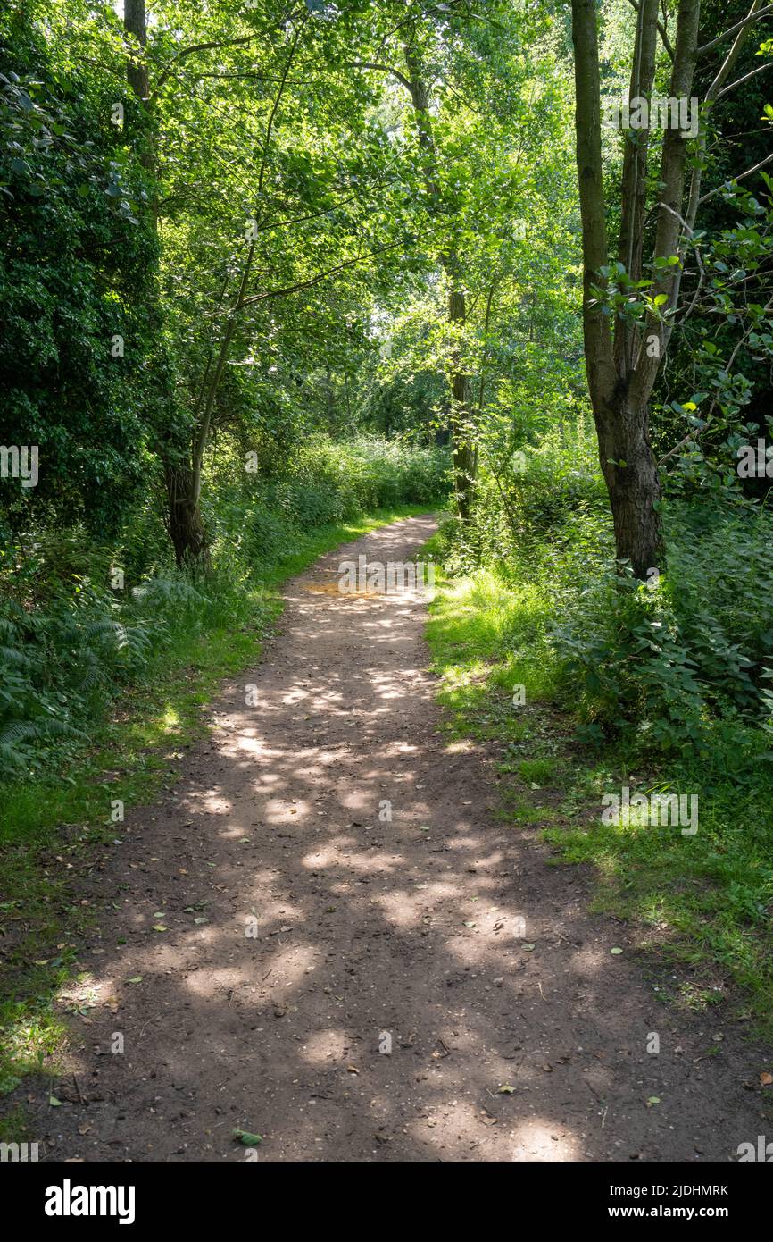 A view of RSPB Strumpshaw Fen in Norfolk England Stock Photo - Alamy