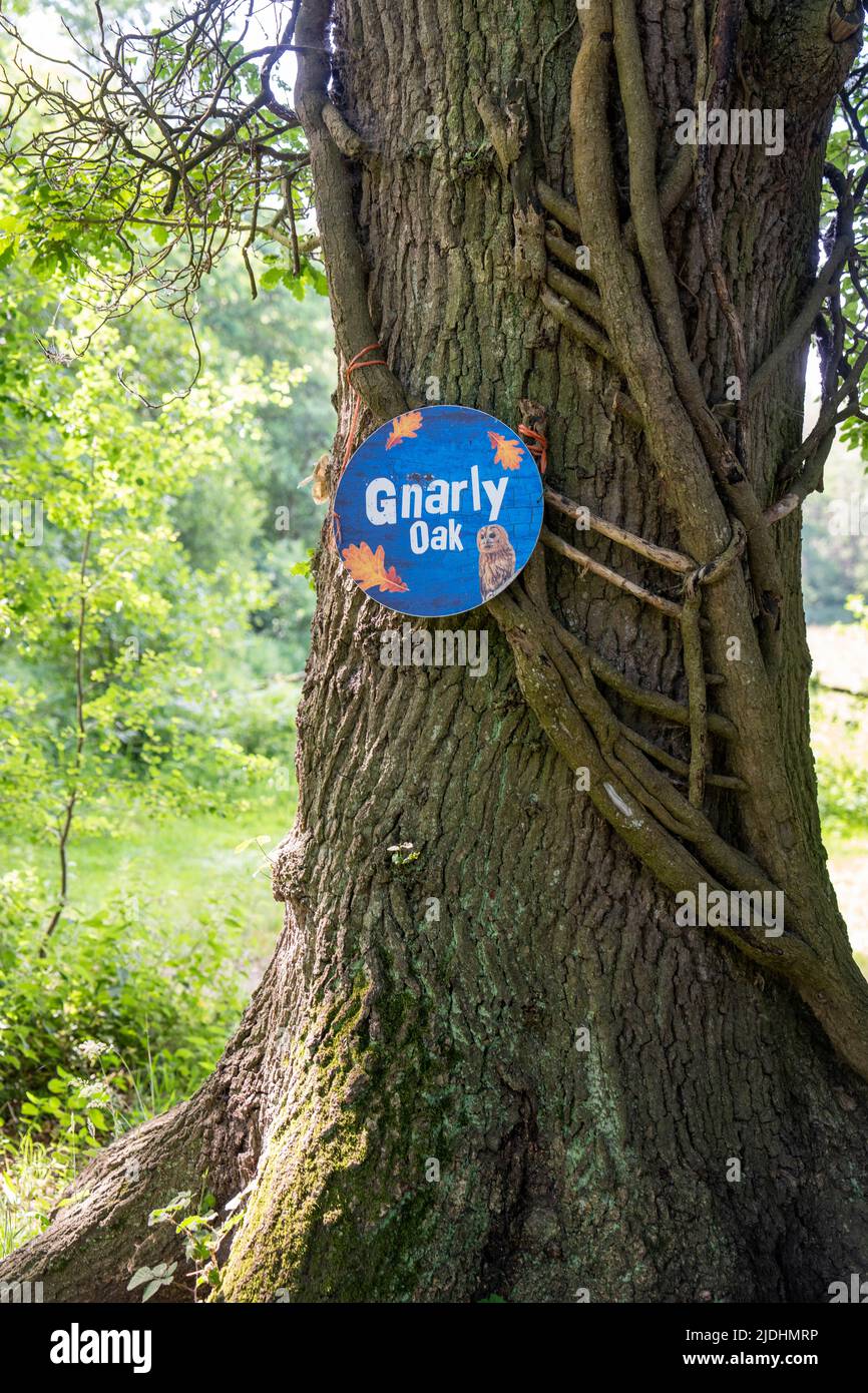 Gnarly oak hi-res stock photography and images - Alamy
