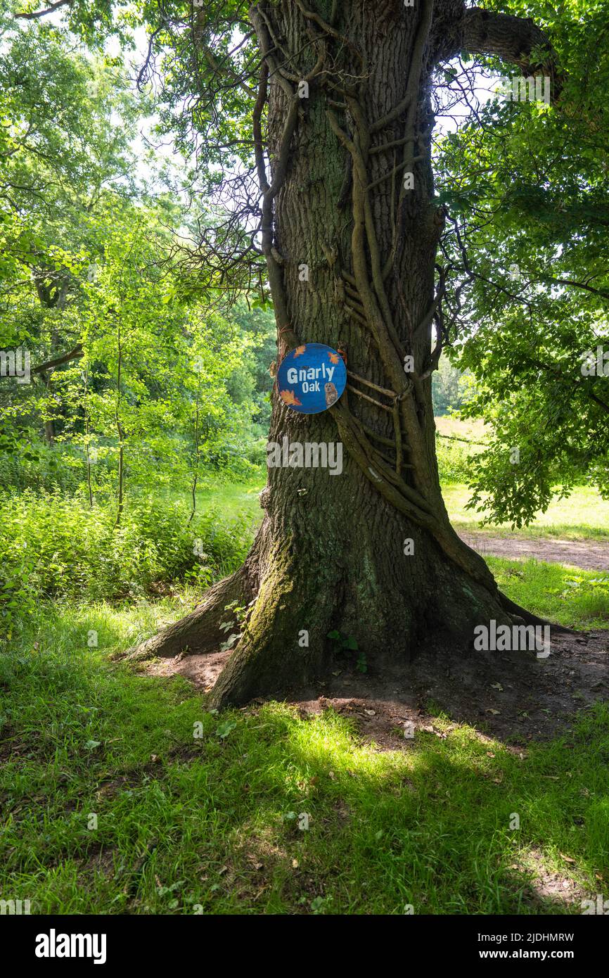 Old gnarly oak tree hi-res stock photography and images - Alamy