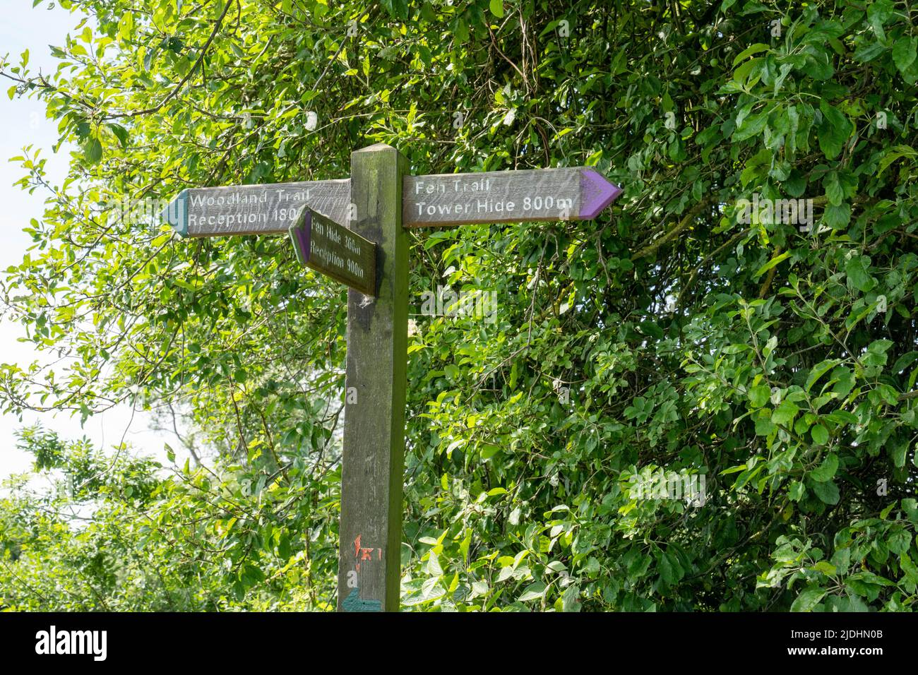 Strumpshaw fen wood hi-res stock photography and images - Alamy