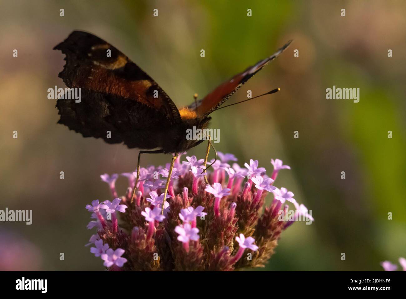 Butterfly pics hi-res stock photography and images - Alamy