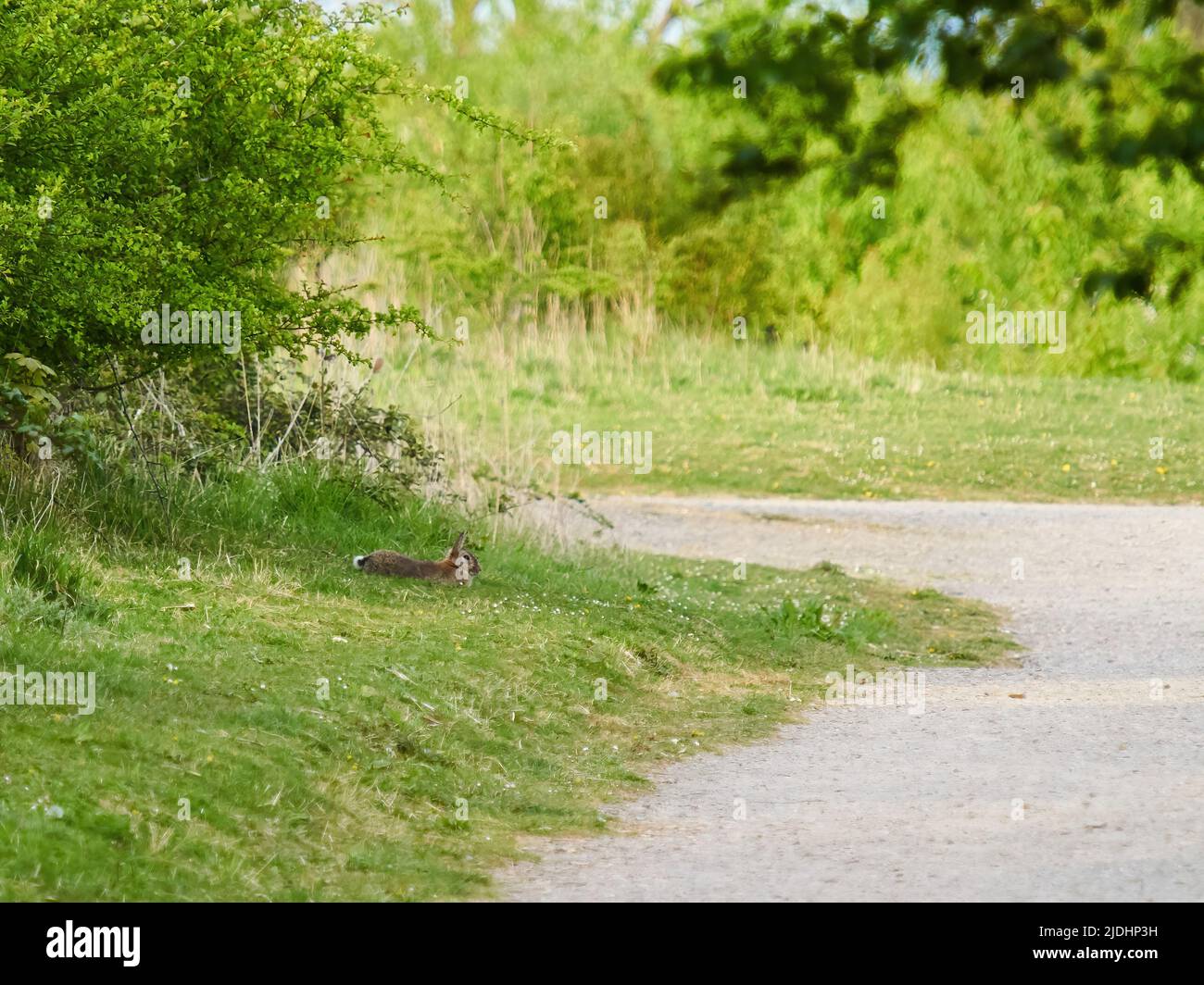 A wild rabbit stretched out on a path-side verge, sheltering from the ...