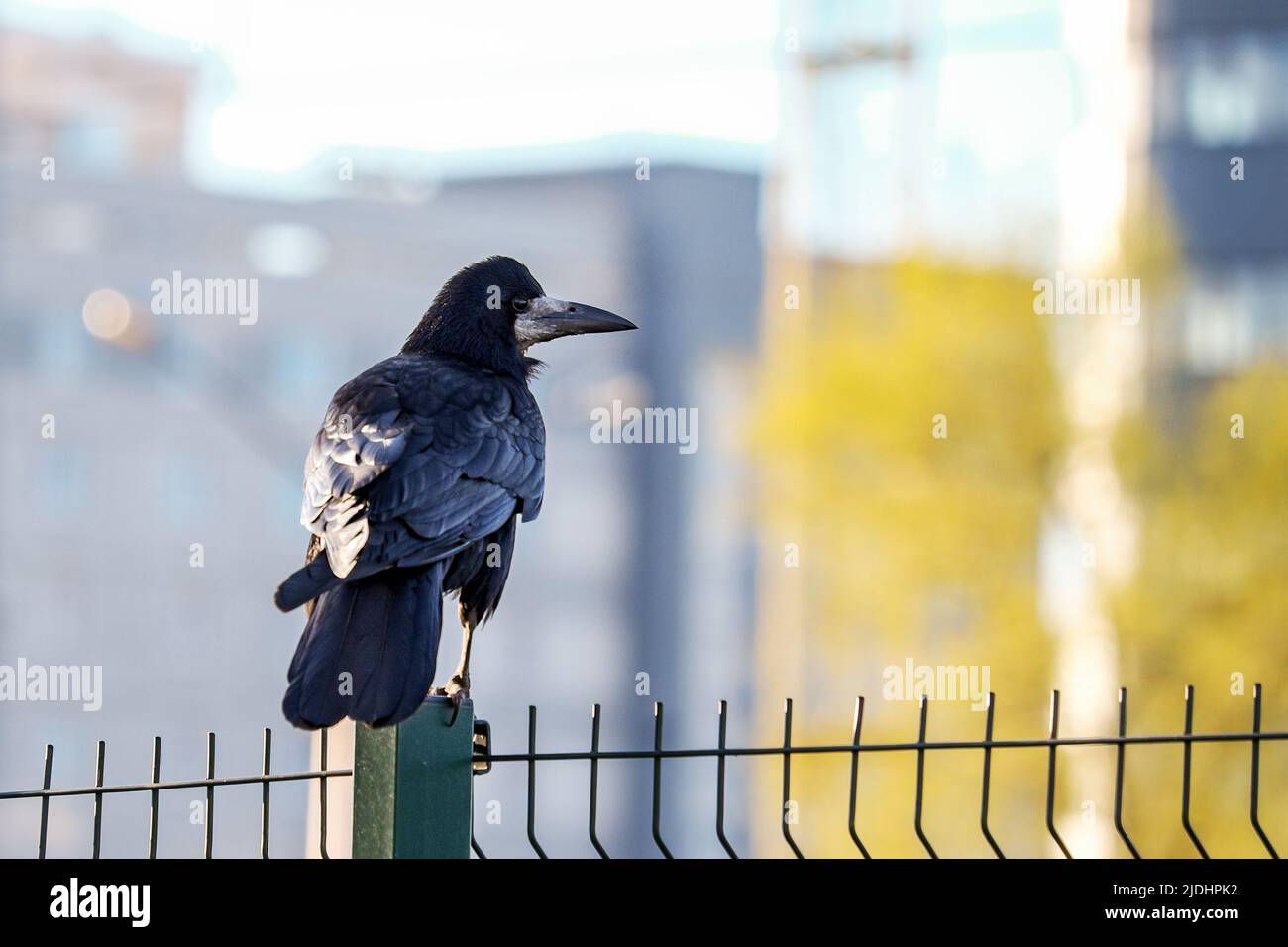 Black rook. Profile view. Close-up Stock Photo - Alamy