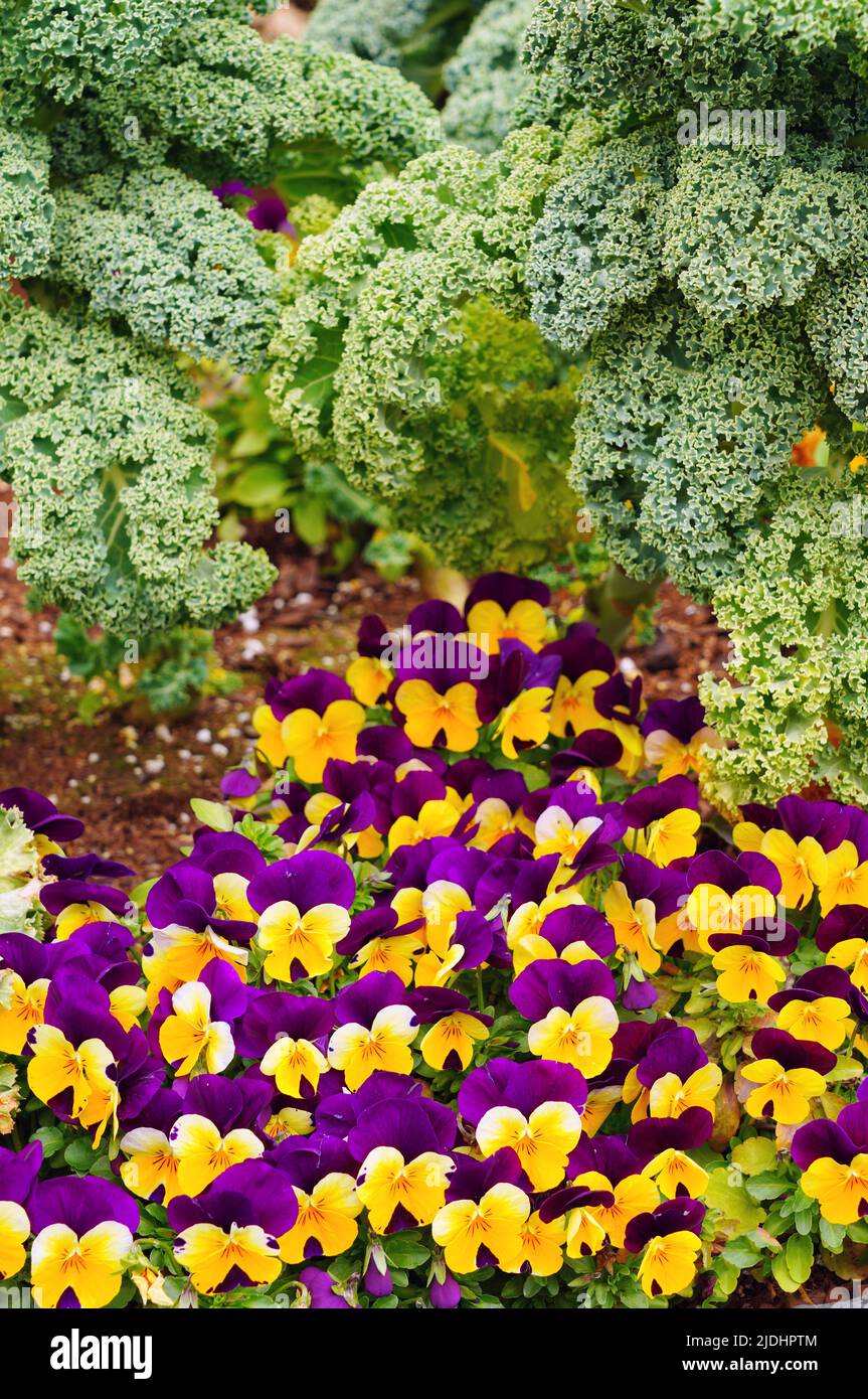 Johnny jump up mini bicolor viola pansy flower Stock Photo - Alamy