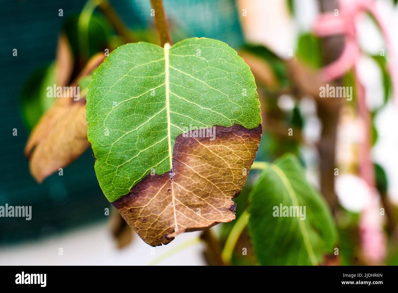 Heat damaged leaves hi-res stock photography and images - Alamy