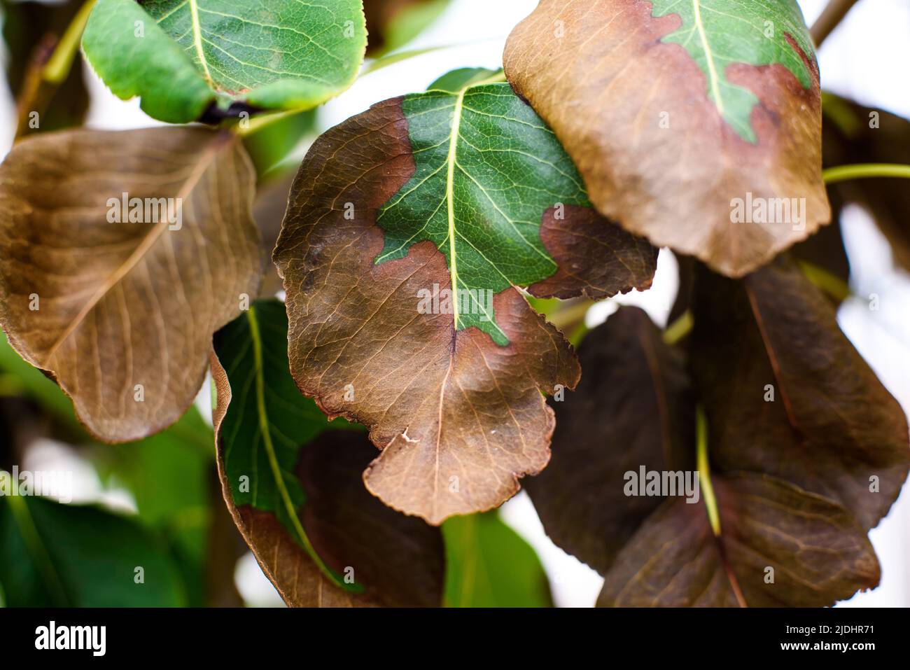 Heat waves produce droughts that dry the leaves of the trees ...