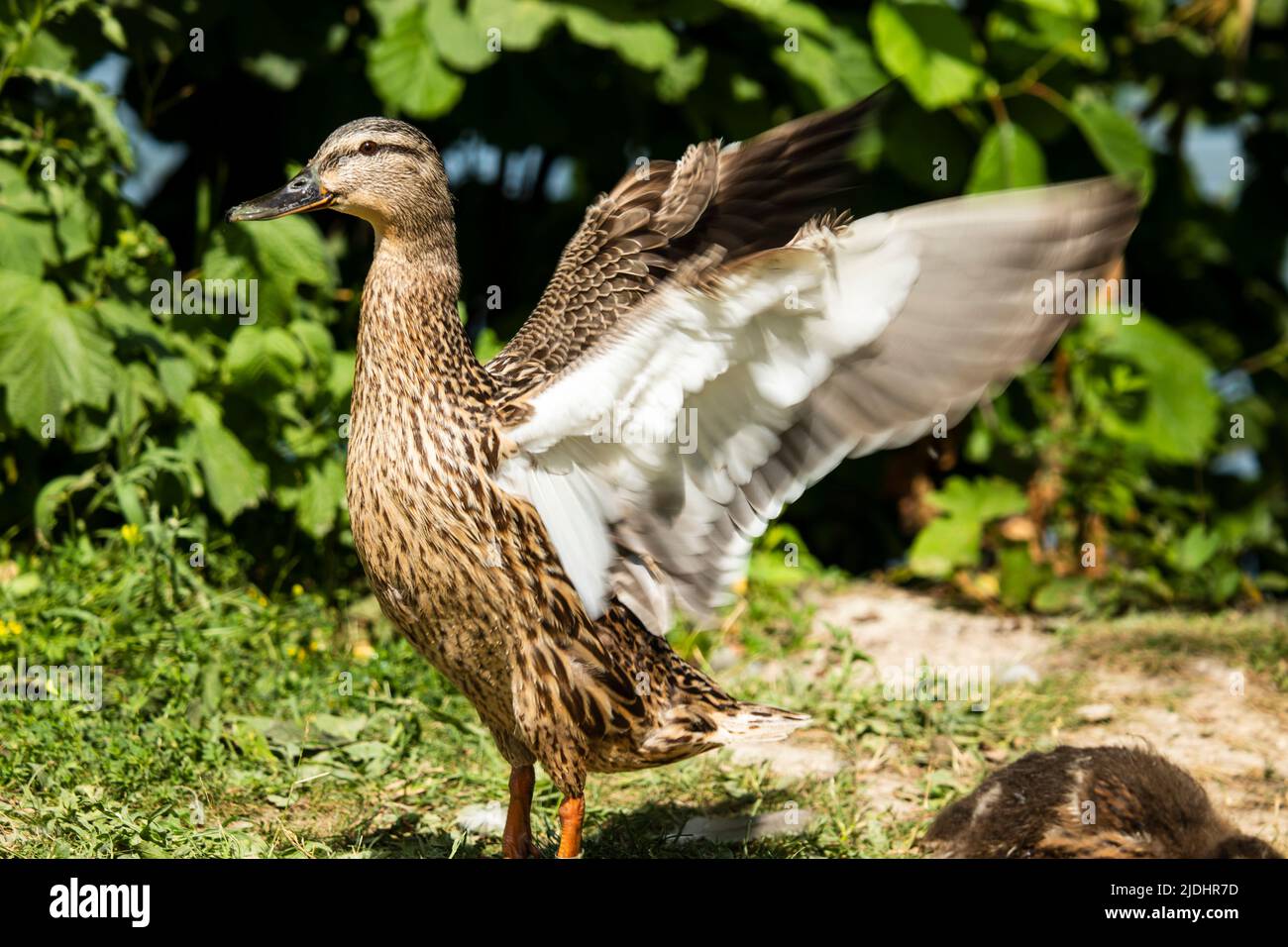 Portrait of a standing, female mallard with outstretched wing Stock ...