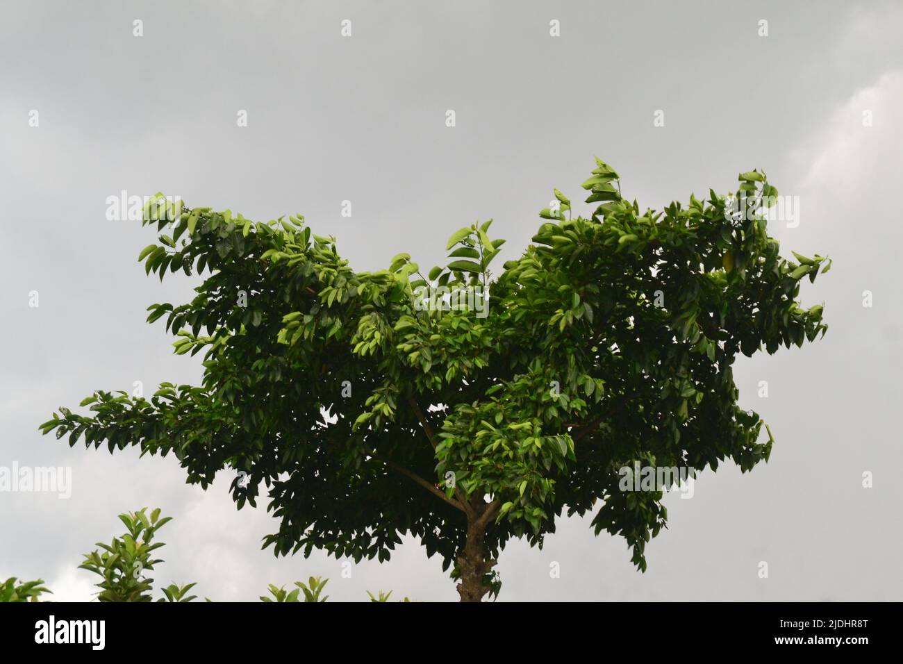 The unique color of nature is green. Nature complements each other in ...