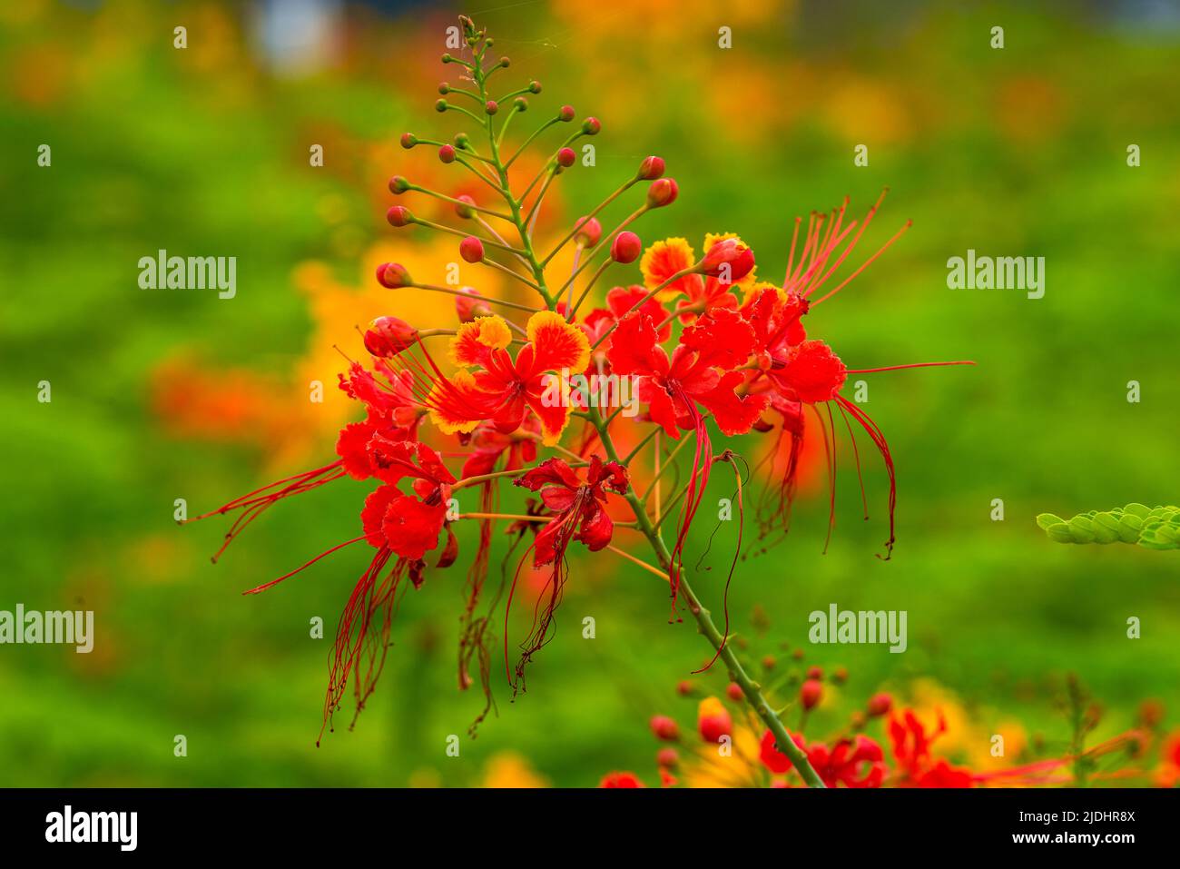 Beautiful lush phoenix flowers in the garden Stock Photo - Alamy