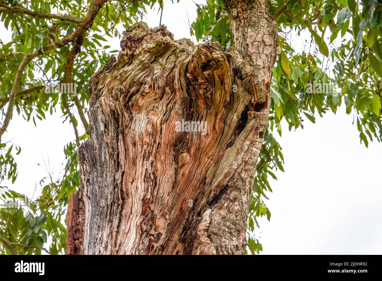 Decaying wooden stump hi-res stock photography and images - Alamy