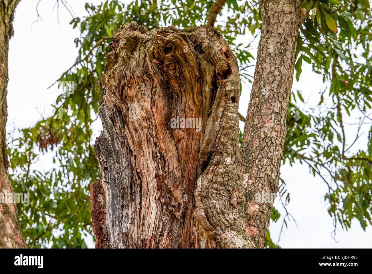 Oak stem cross section hi-res stock photography and images - Alamy