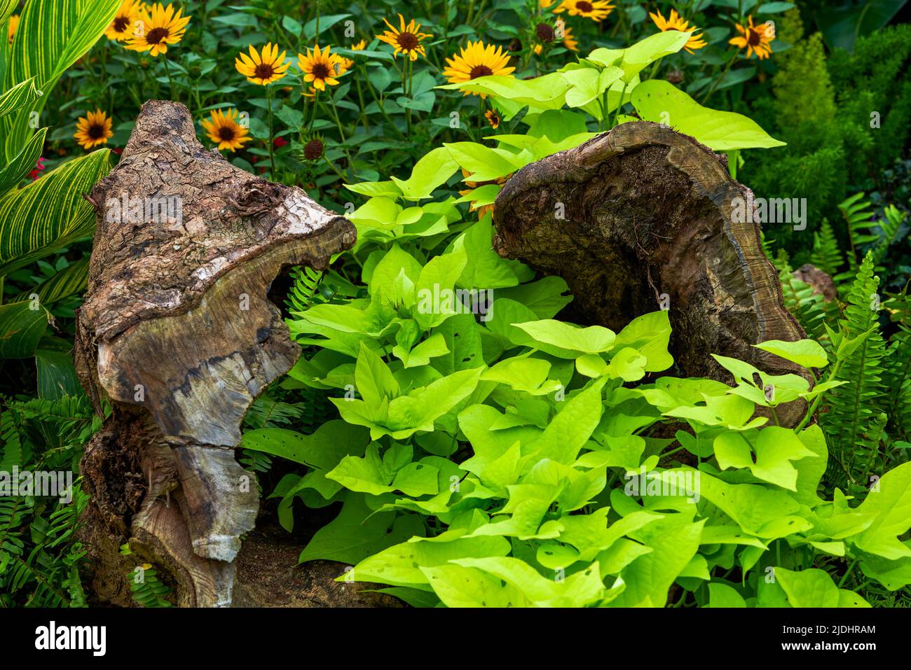 Landscape design of flowers and plants for modern flower gardens Stock ...