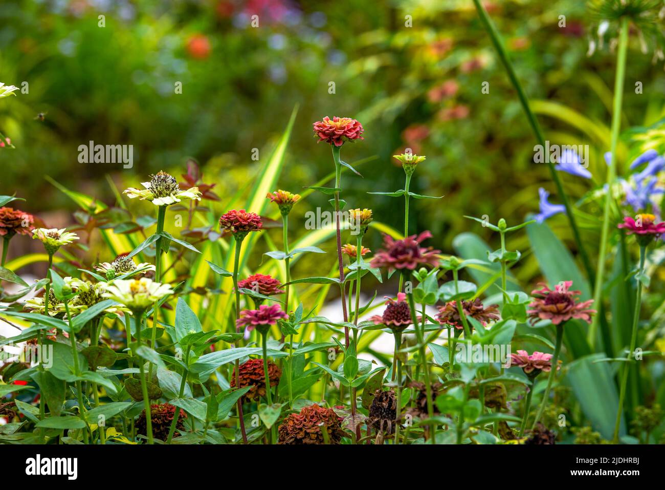 Landscape design of flowers and plants for modern flower gardens Stock ...