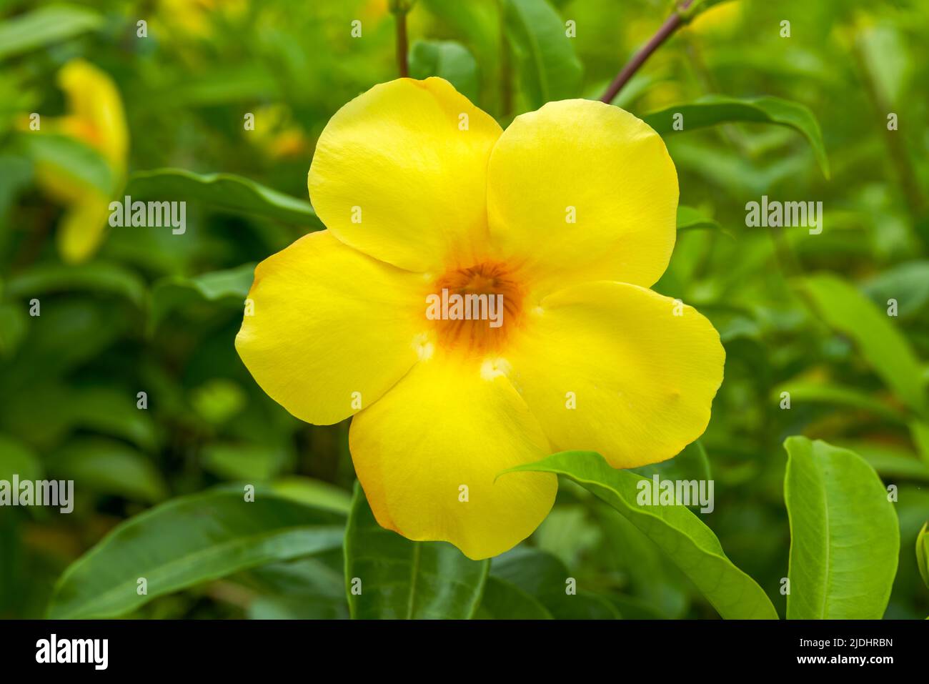 Beautiful blooming yellow cicada flower in the garden Stock Photo - Alamy