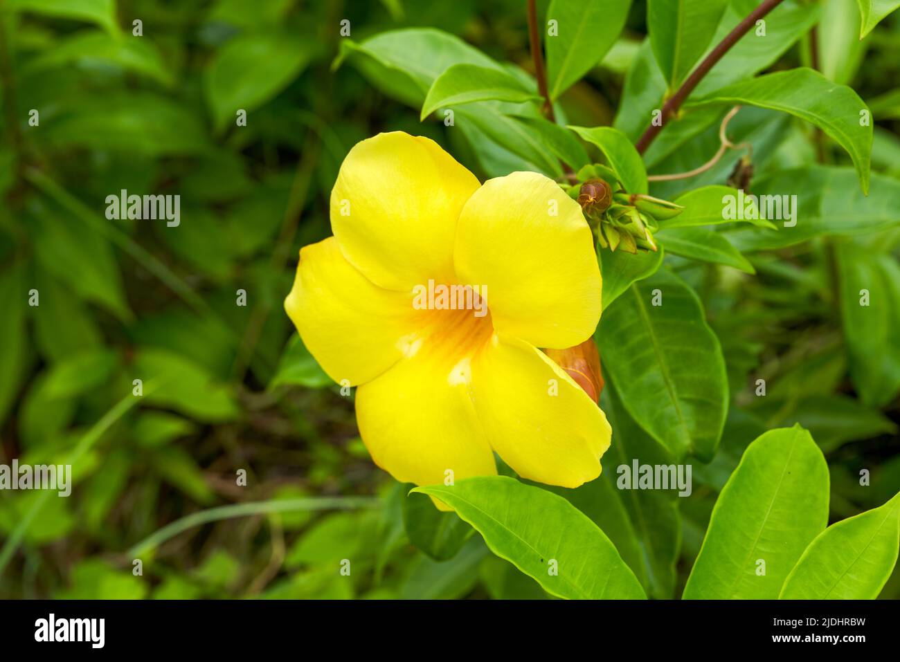 Beautiful blooming yellow cicada flower in the garden Stock Photo - Alamy