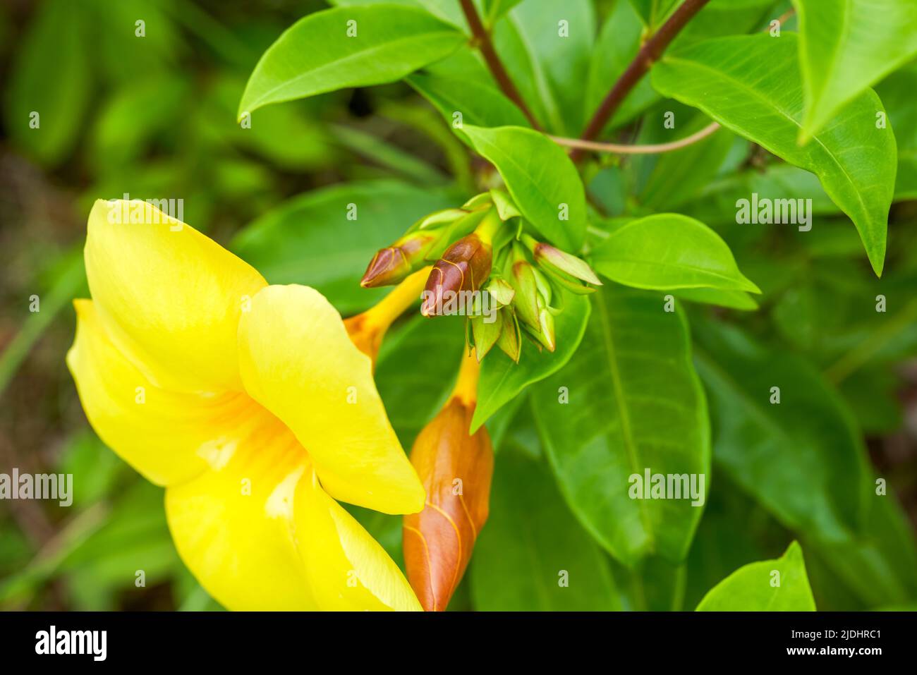 Beautiful blooming yellow cicada flower in the garden Stock Photo - Alamy