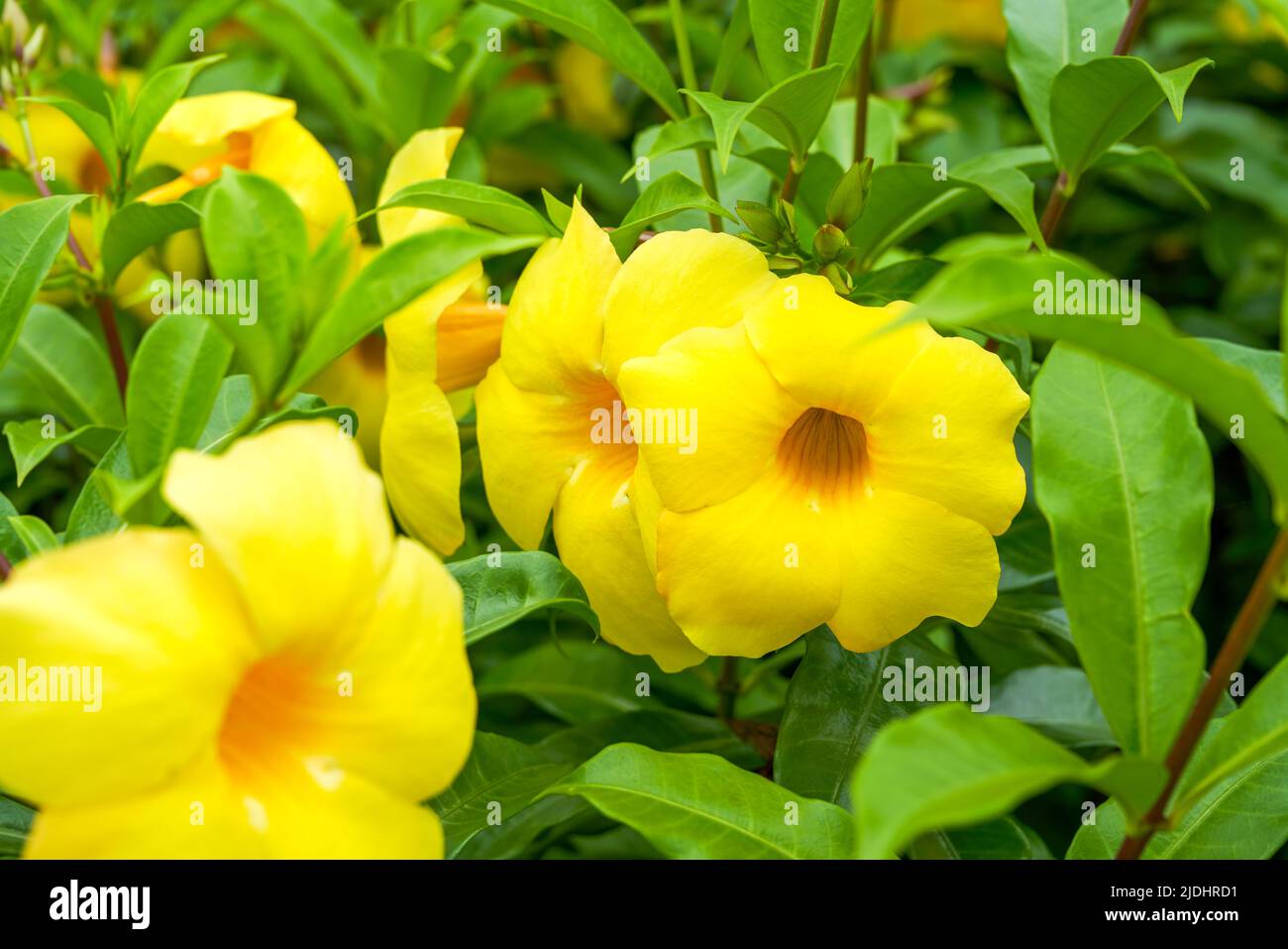 Yellow cicada flower hi-res stock photography and images - Alamy