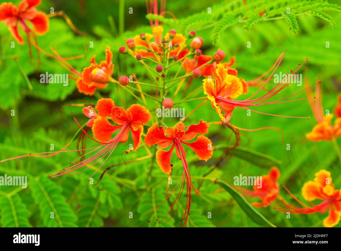 Beautiful lush phoenix flowers in the garden Stock Photo - Alamy