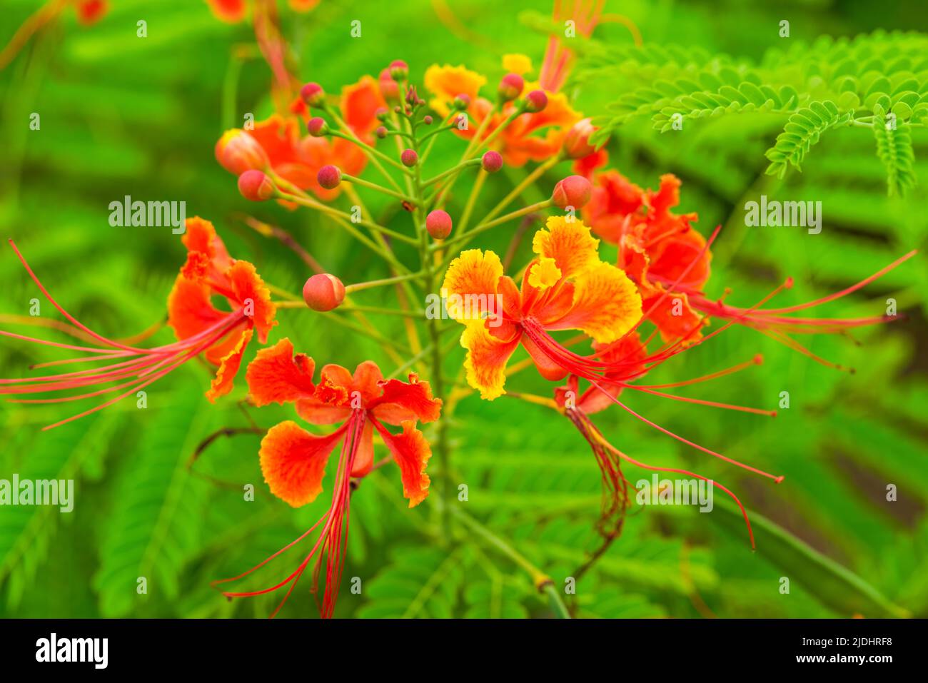 Beautiful lush phoenix flowers in the garden Stock Photo - Alamy