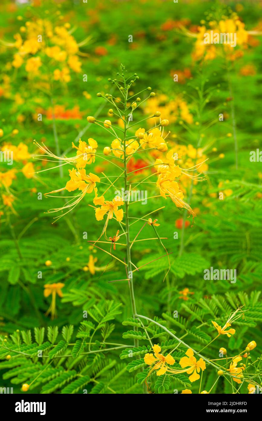 Bright lush phoenix flowers in hi-res stock photography and images - Alamy