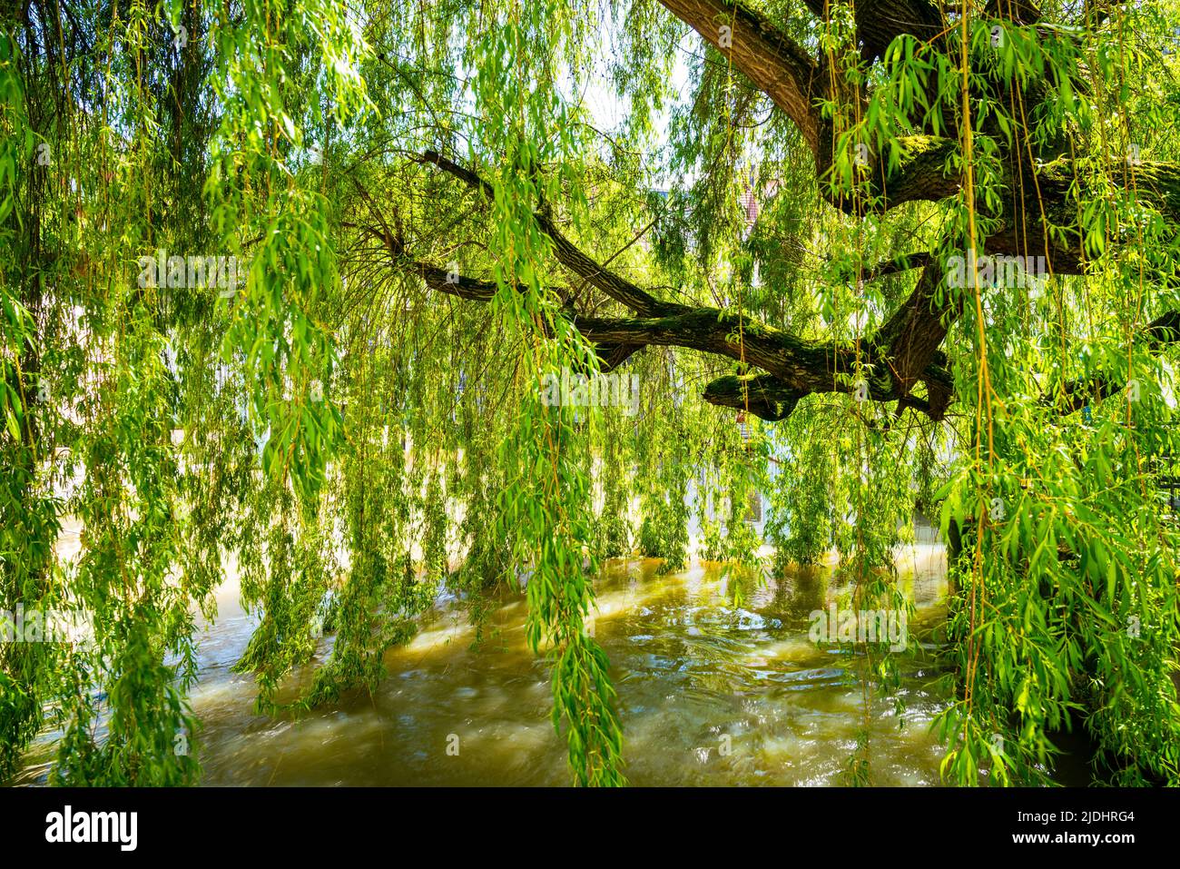 Germany, Beautiful green willow tree next to water of a river on sunny ...