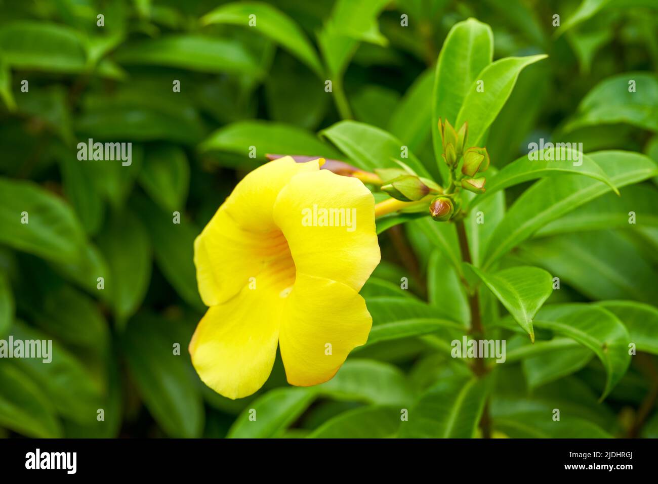 Yellow cicada flower hi-res stock photography and images - Alamy