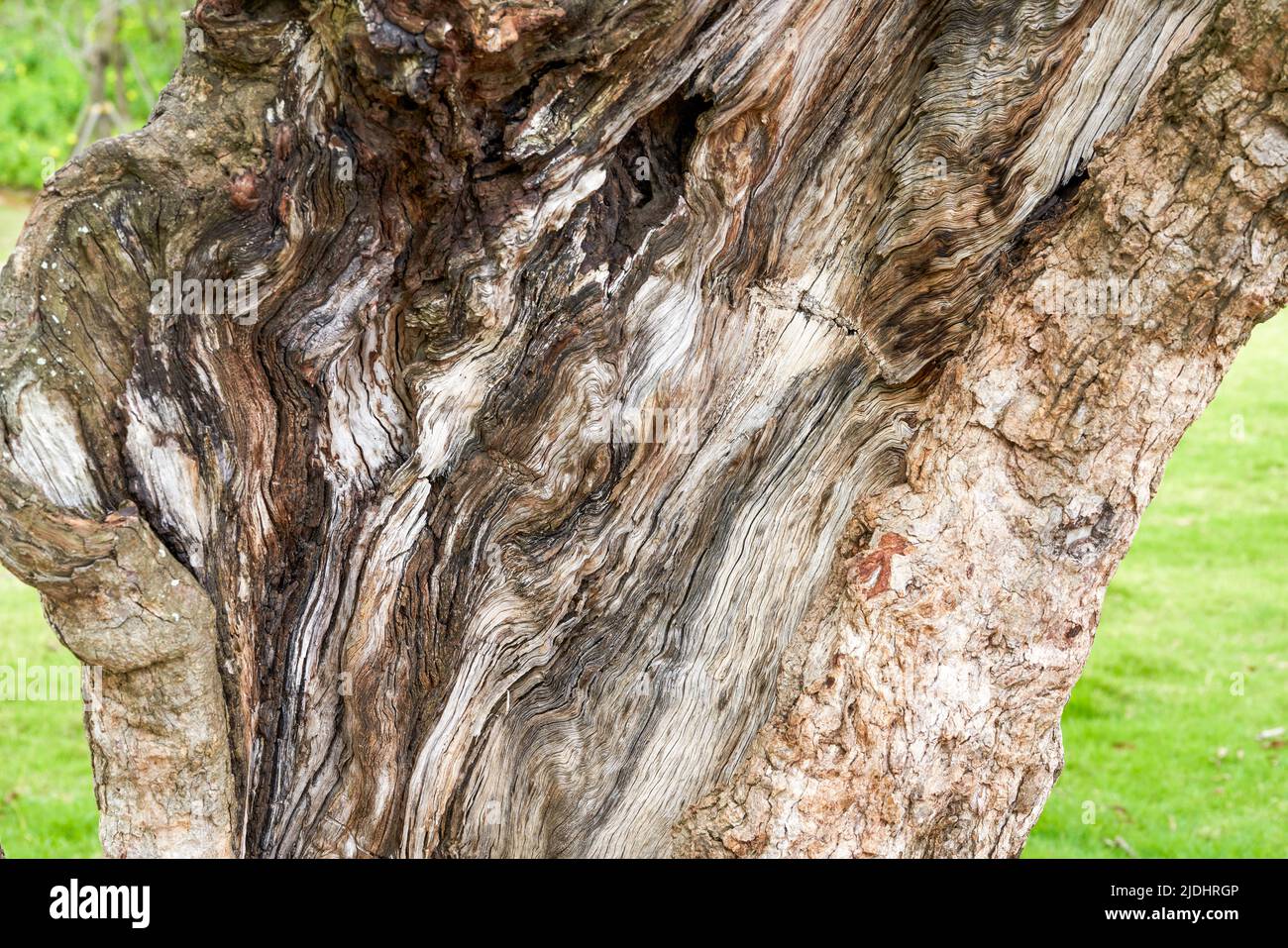 A close-up of the texture of an old decaying tree stump Stock Photo - Alamy