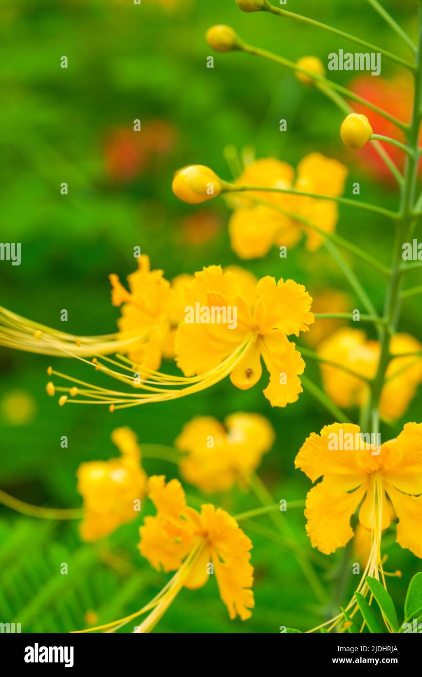 Bright lush phoenix flowers in hi-res stock photography and images - Alamy