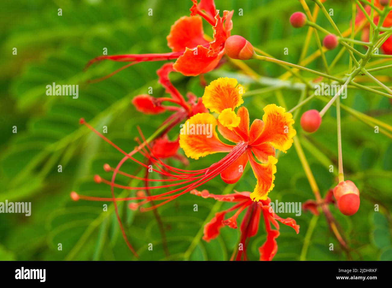 Golden phoenix flower hi-res stock photography and images - Alamy