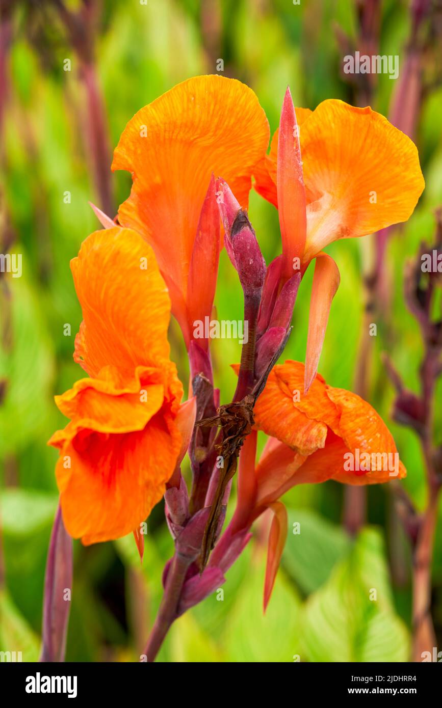 Canna fruit flower hi-res stock photography and images - Alamy