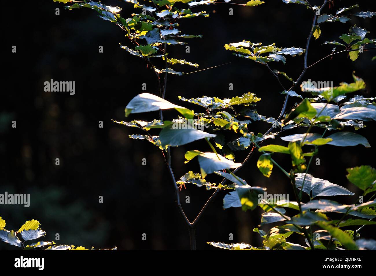 Sun reflecting on plants hi-res stock photography and images - Alamy