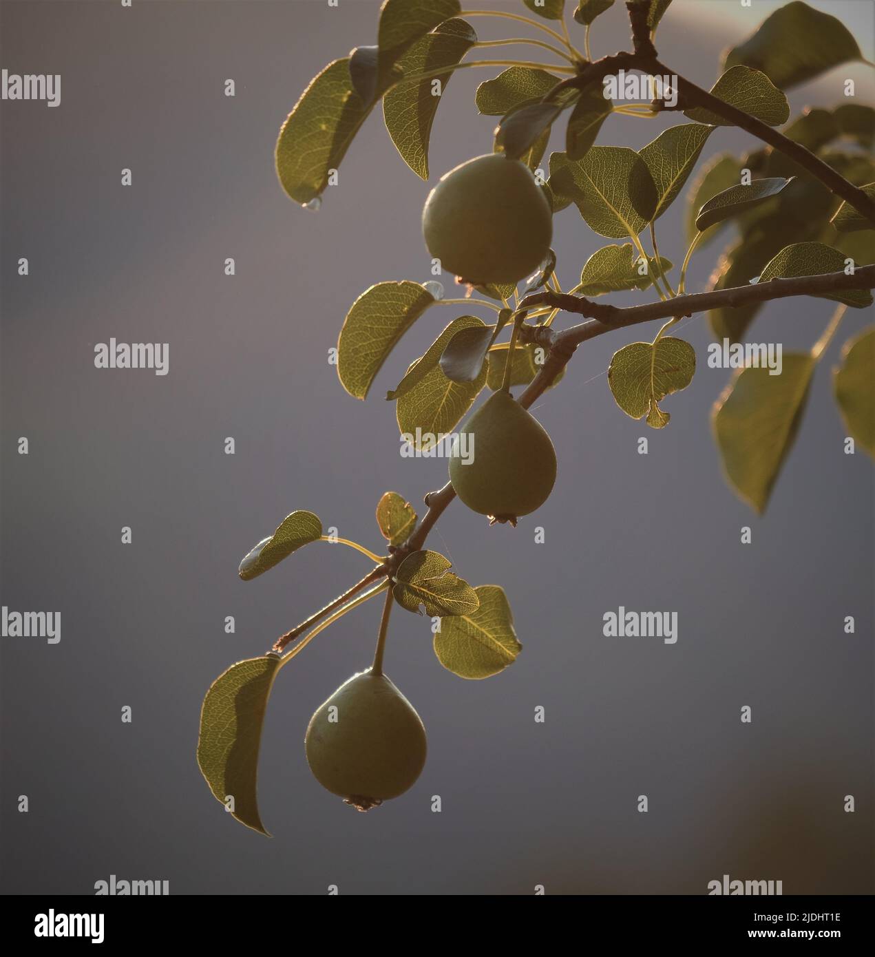 Pears hanging from tree hi-res stock photography and images - Alamy