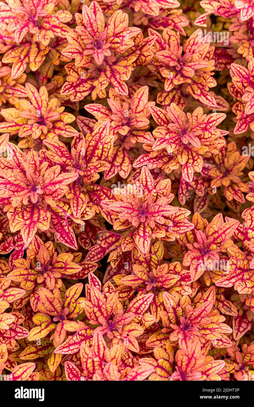 Lush red reticulate grass in garden garden Stock Photo - Alamy