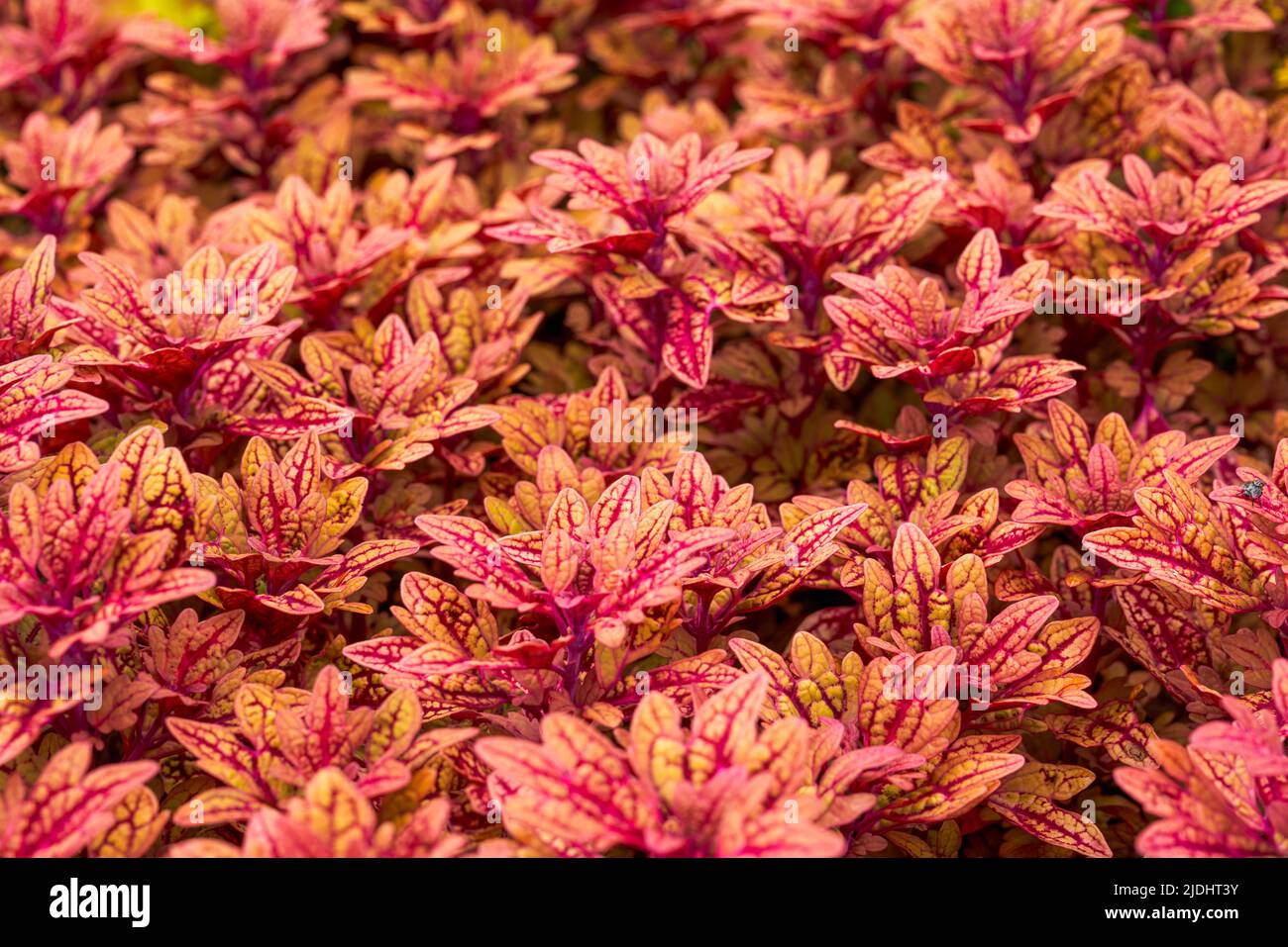 Reticulated leaves hi-res stock photography and images - Alamy