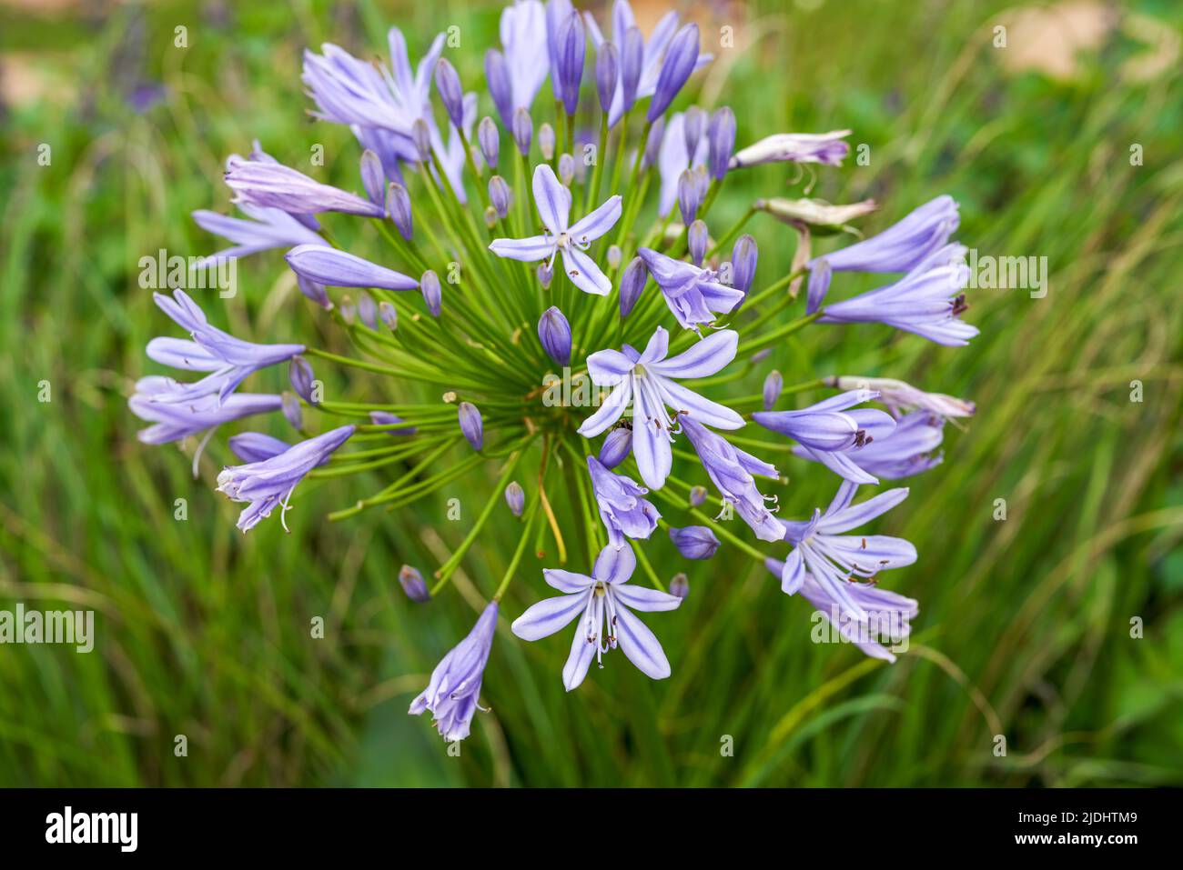 Violet blue azalea hi-res stock photography and images - Alamy