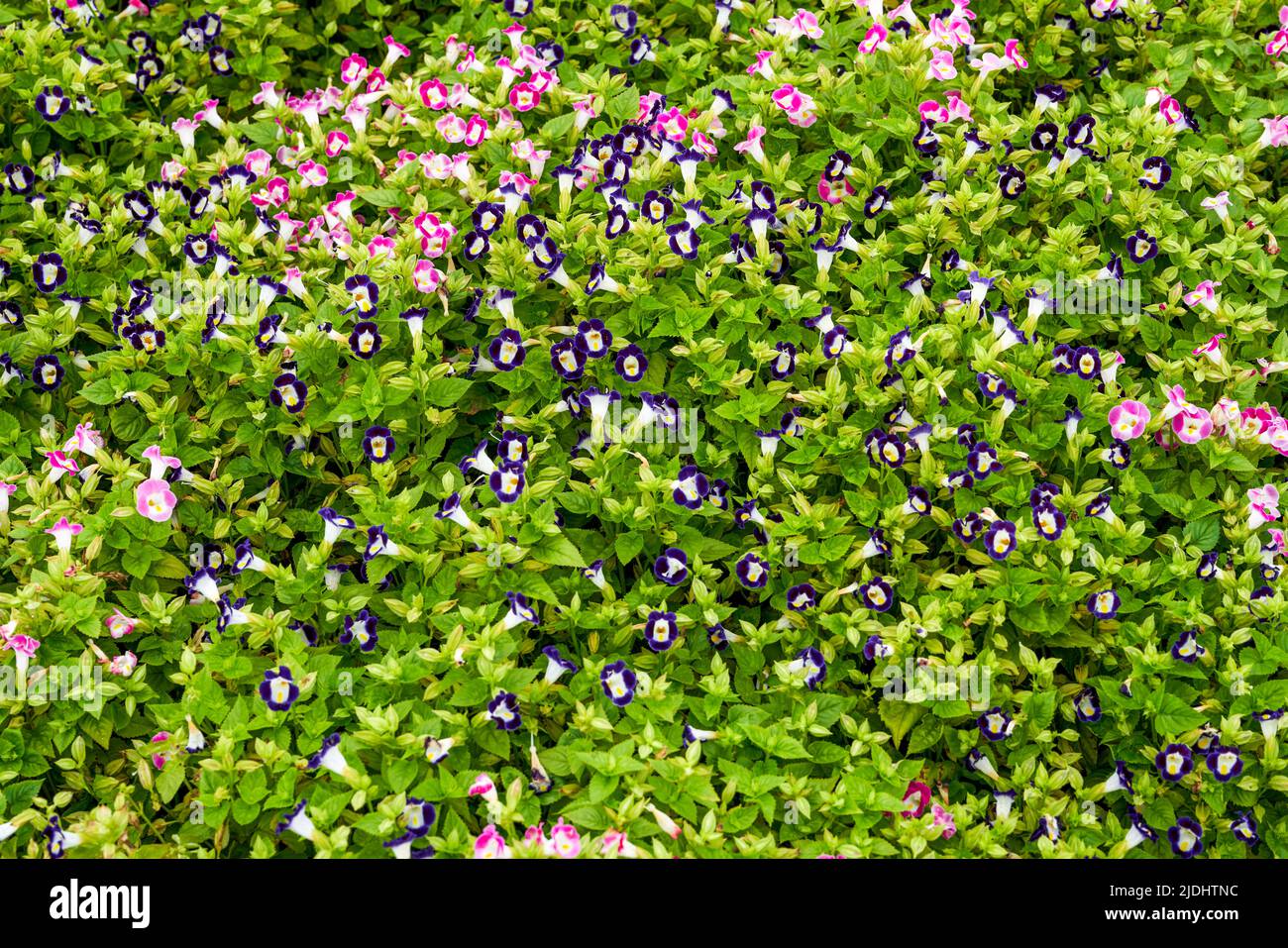 Blooming blue pig ear flowers in the garden Stock Photo - Alamy