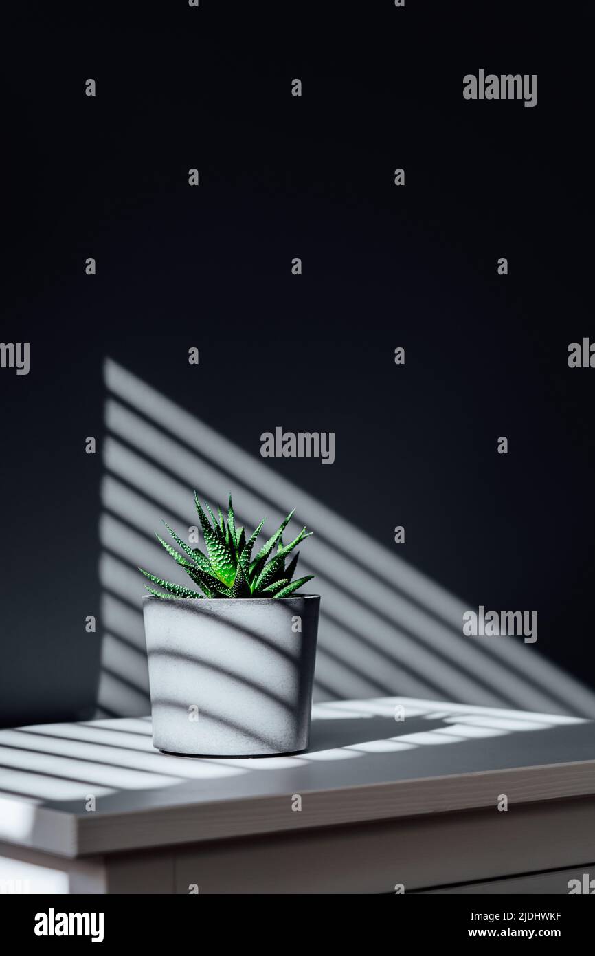 Green succulent in concrete plant pot with decorative shadows on a gray ...