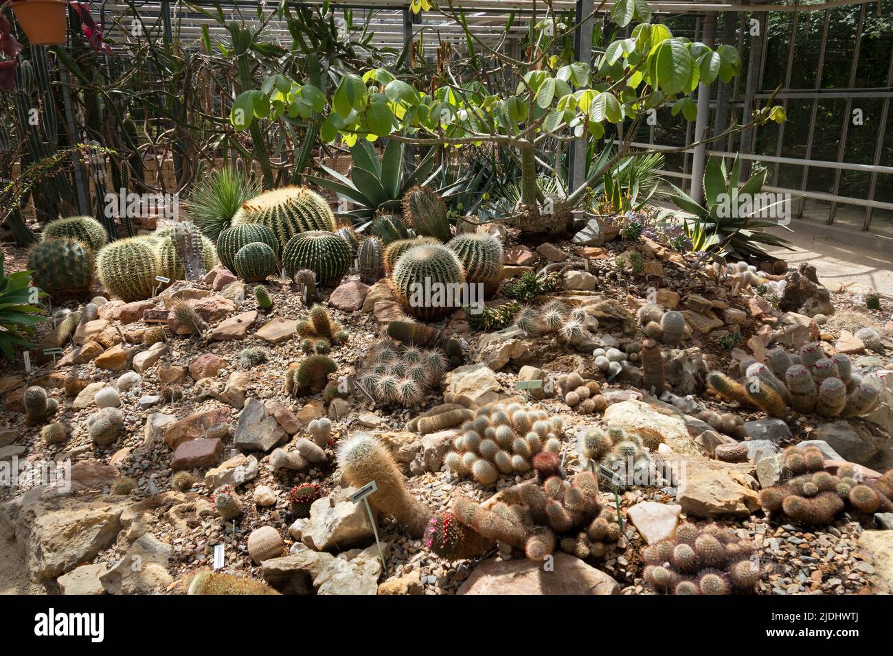 Rotterdam, Holland - June 13, 2022: Cactus glass house with mammillaria ...