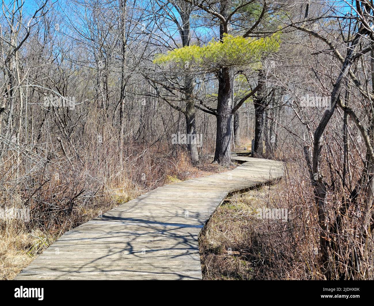 Wooden walkway in springtime woods with blue sky Stock Photo - Alamy