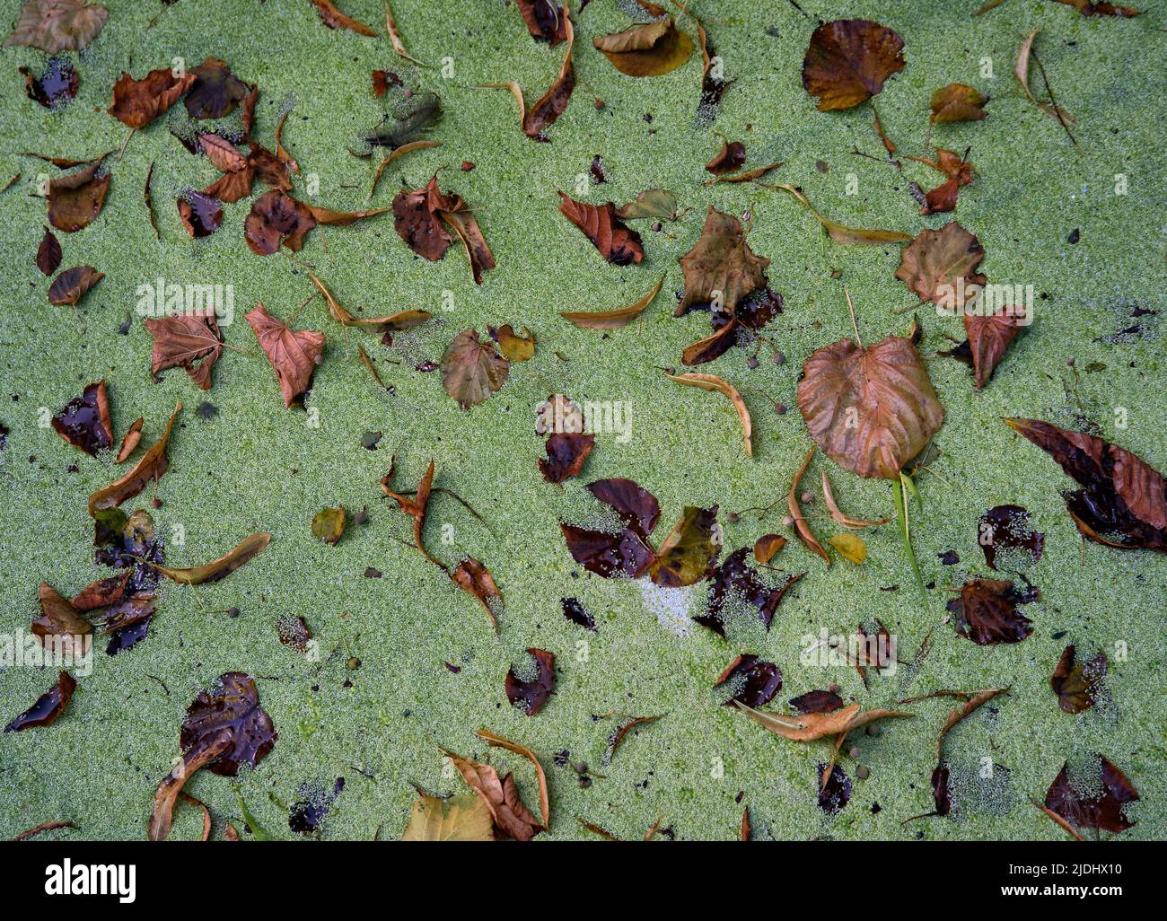 Assorted leaves hi-res stock photography and images - Alamy