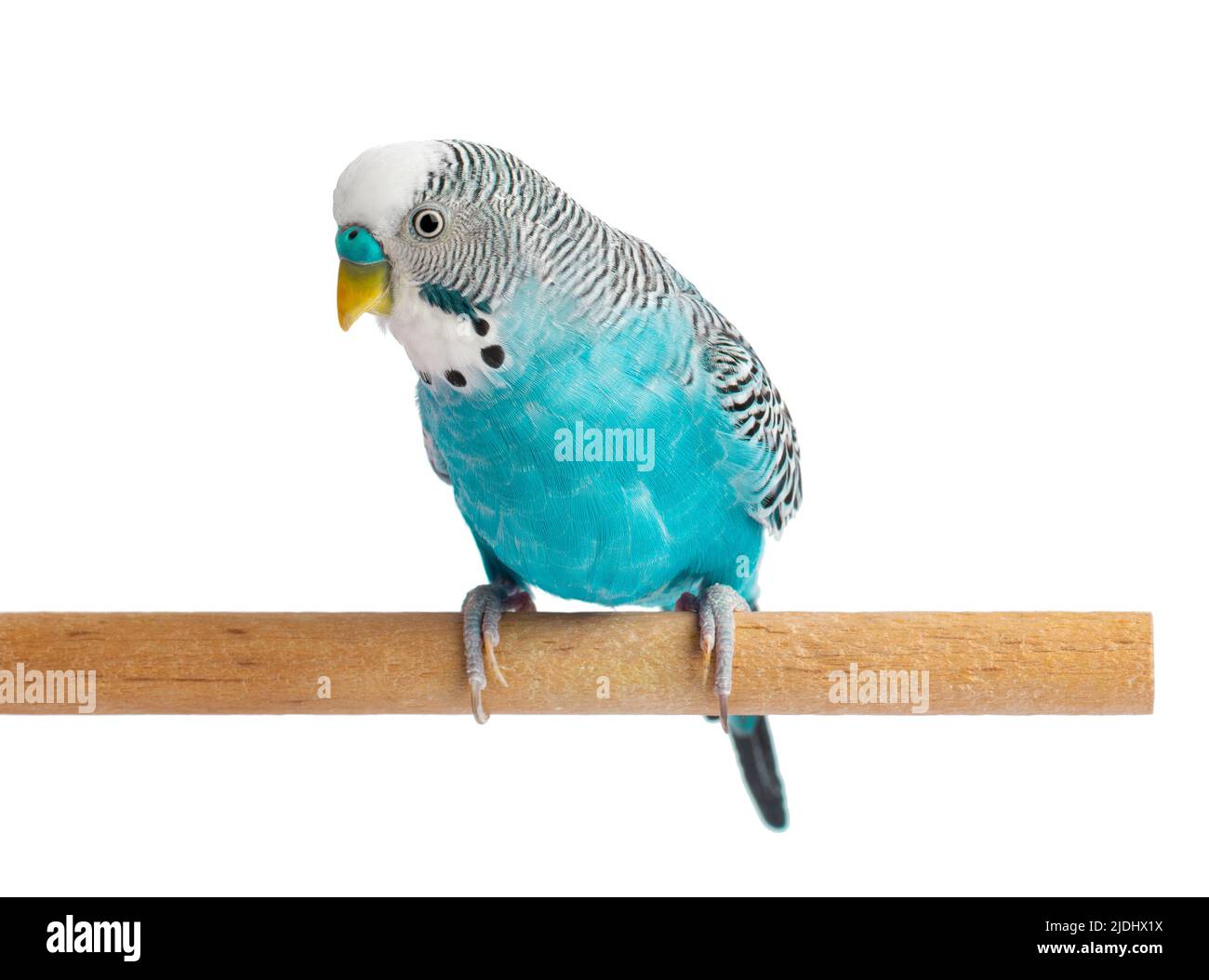 Blue budgie isolated on white background. Budgerigars bird or wavy ...