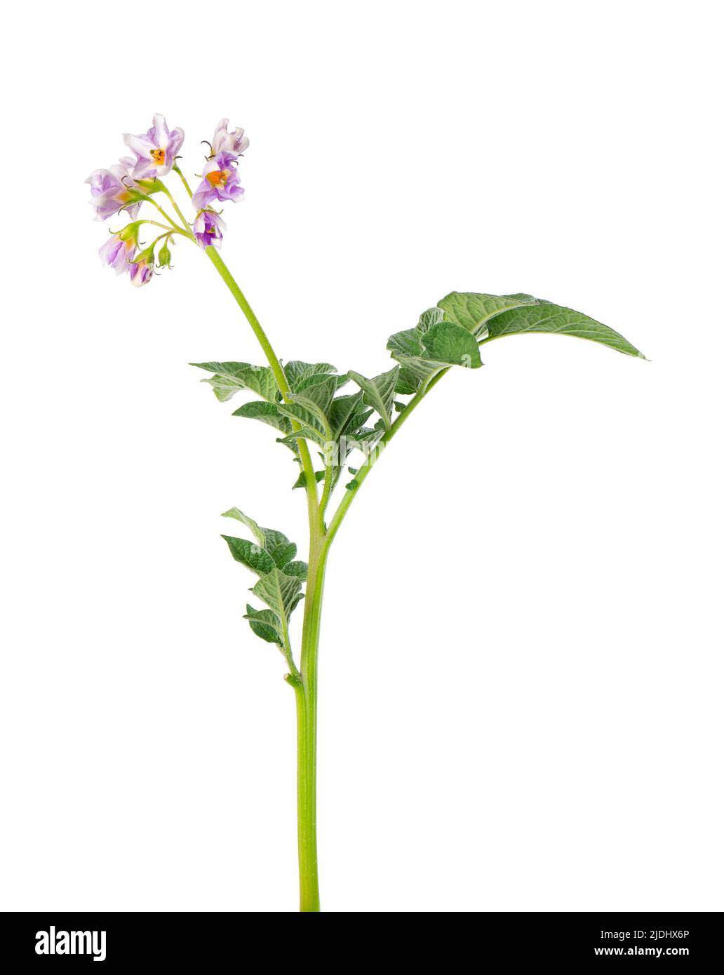 Potato bush with pink flowers isolated on white background. Flowering ...