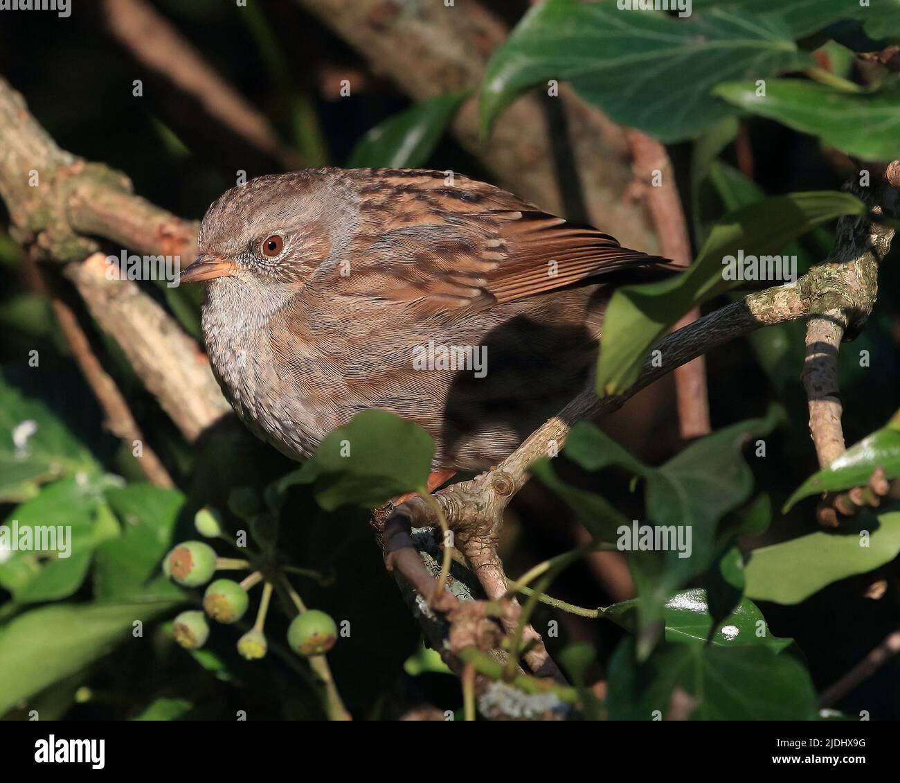 Dunnock (Prunella Modularis Stock Photo - Alamy