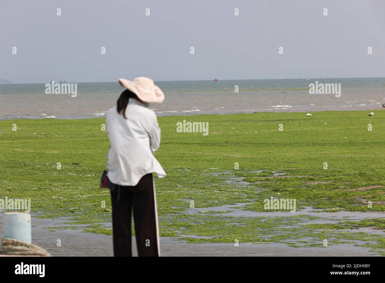 LIANYUNGANG, CHINA - JUNE 21, 2022 - Tourists watch Enteromorpha ...