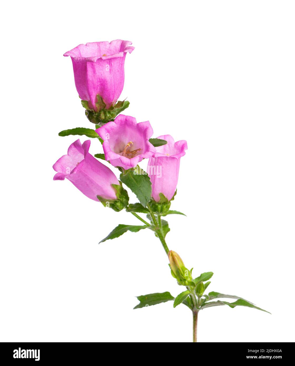 Campanula medium flowers isolated on white background. Pink flowers ...