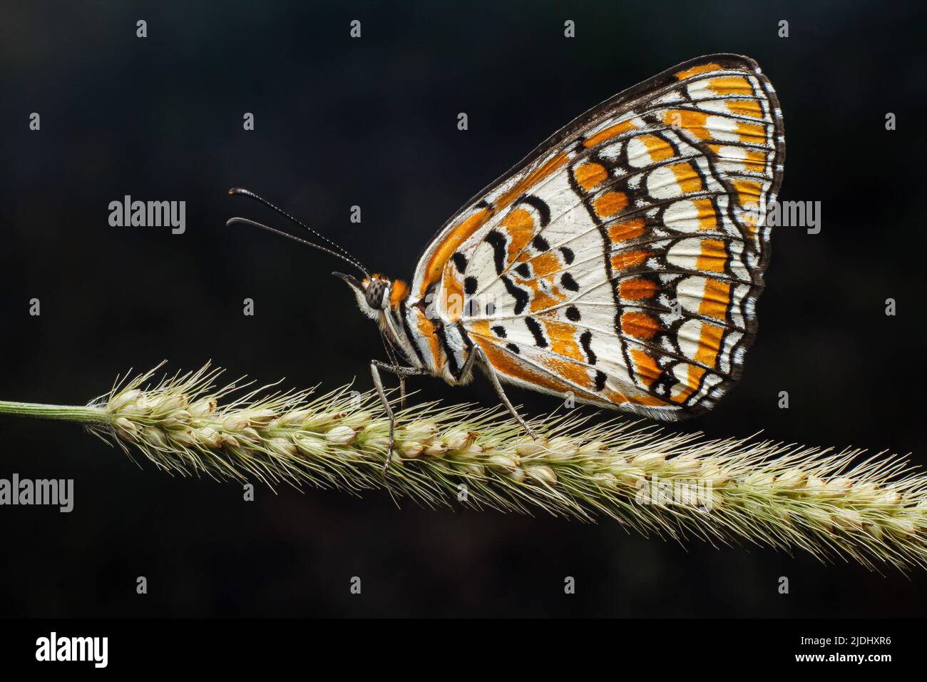 The Joker butterfly scientifically known as Byblia ilithyia ...